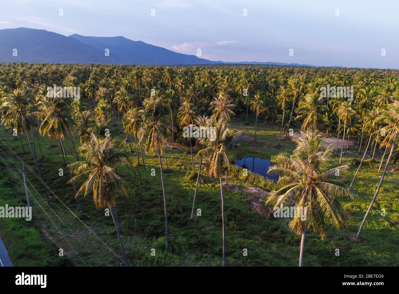 Aerial view road in deep coconut forest agricultural industry Stock ...