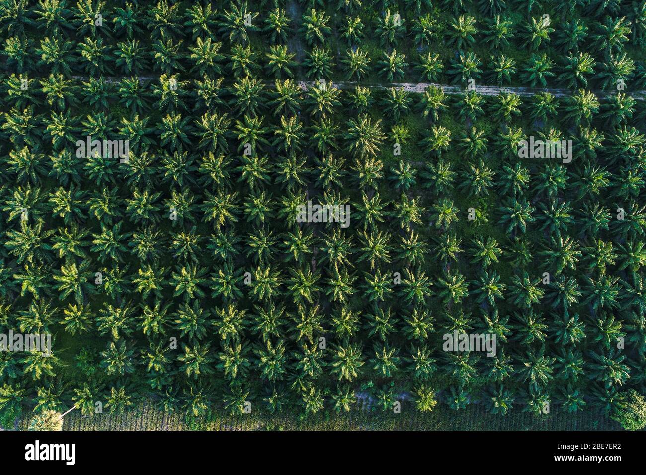 Palm oil plantation arial view hi-res stock photography and images - Alamy