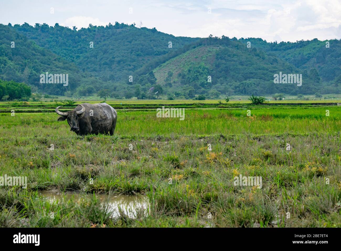 Buffalo in field mud hi-res stock photography and images - Alamy