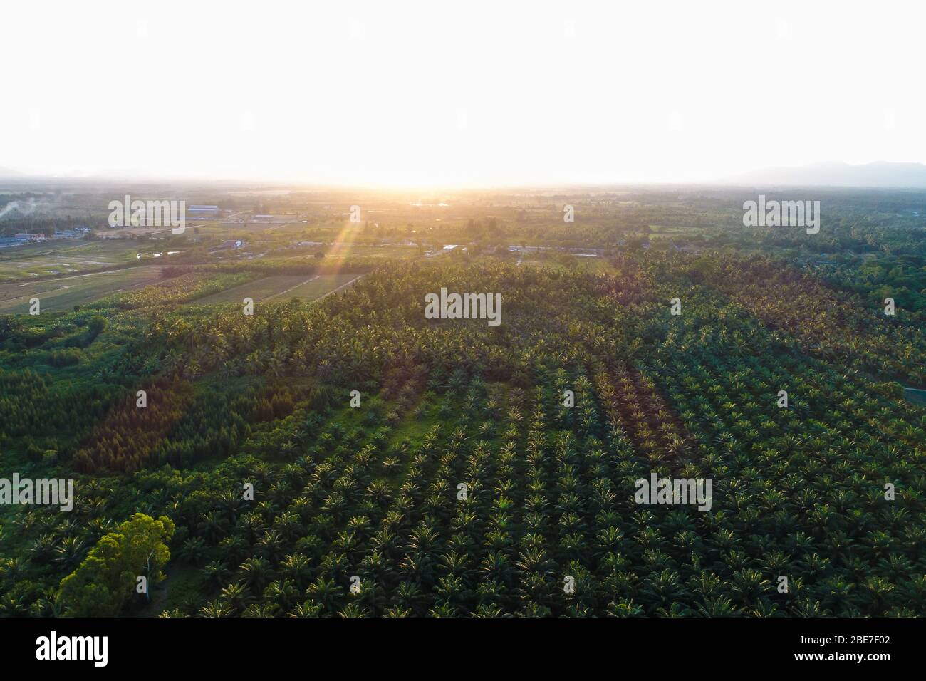 Palm oil plantation arial view hi-res stock photography and images - Alamy