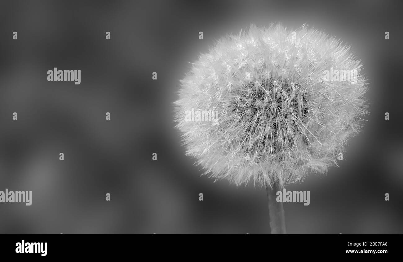 Wind pollination Black and White Stock Photos & Images - Alamy