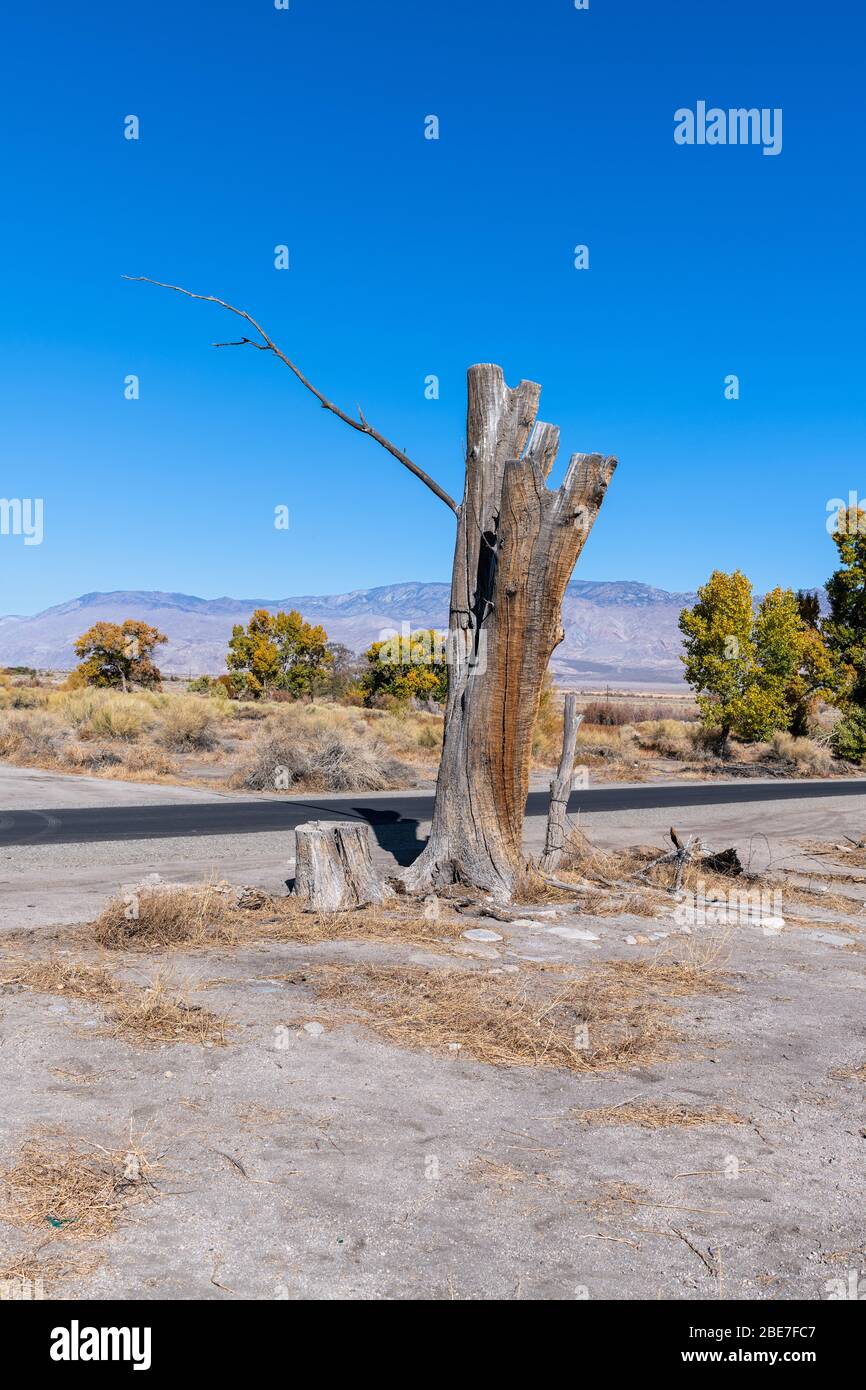 Tree stump on the roadside in the Nevada desert Stock Photo - Alamy