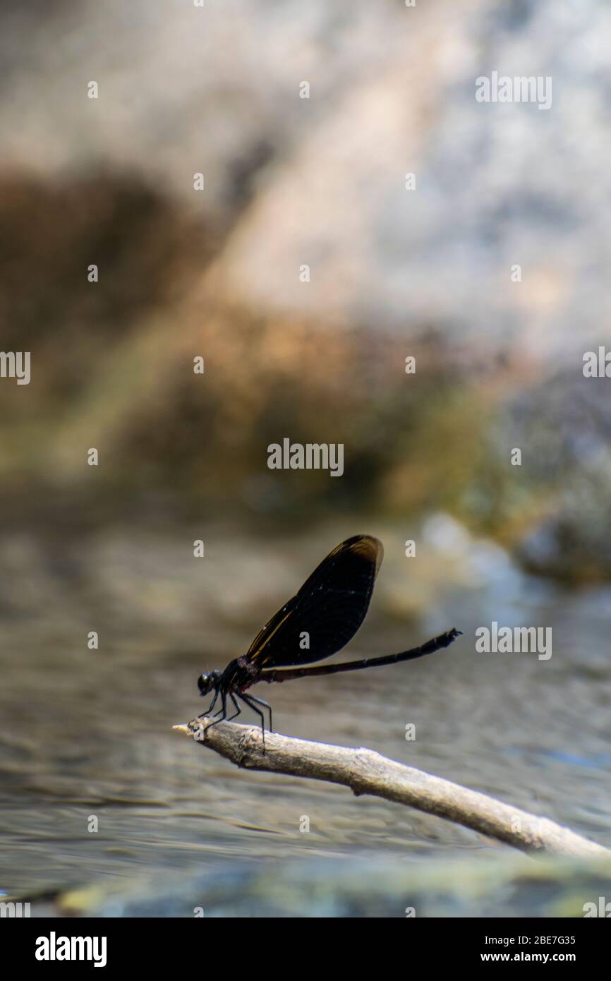 Dragonfly taking rest hi-res stock photography and images - Alamy