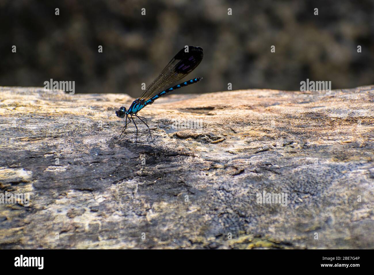 Dragonfly taking rest hi-res stock photography and images - Alamy