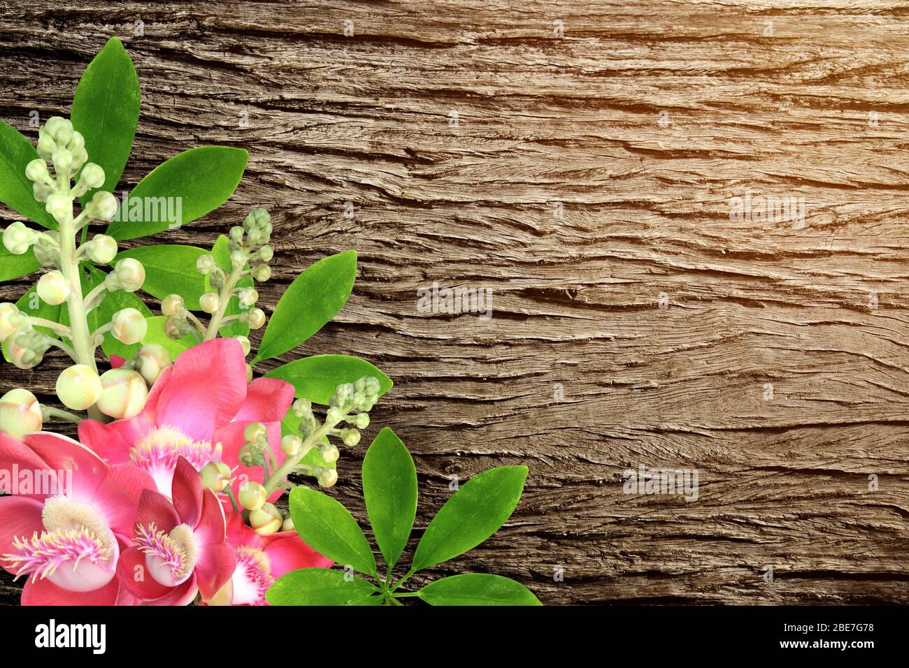 Ficus Religiosa Flower