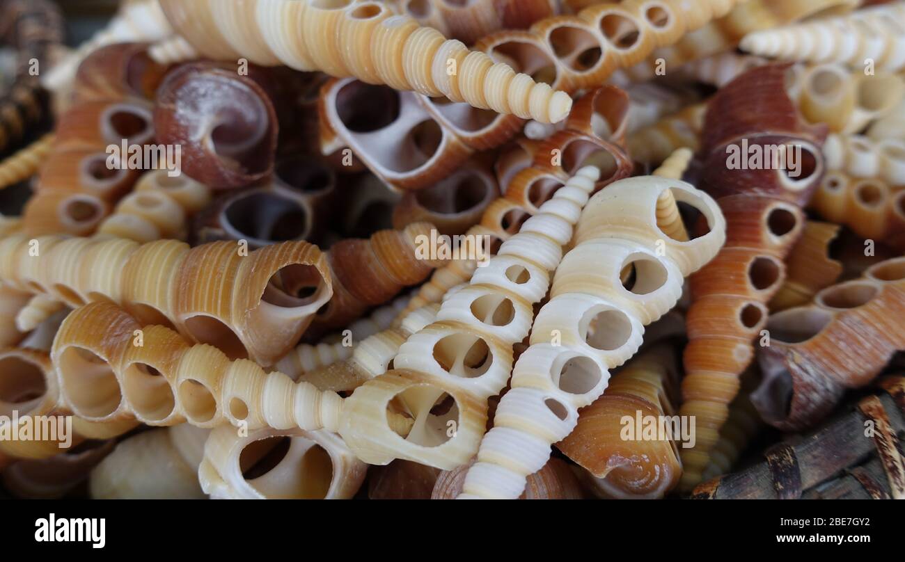 Rare seashells hi-res stock photography and images - Alamy