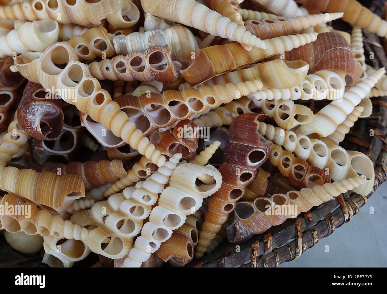 Rare seashells hi-res stock photography and images - Alamy
