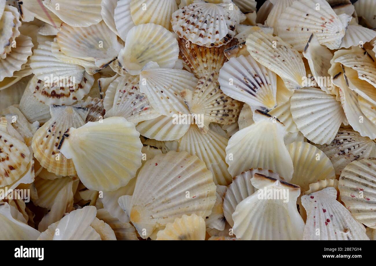 Rare seashells hi-res stock photography and images - Alamy