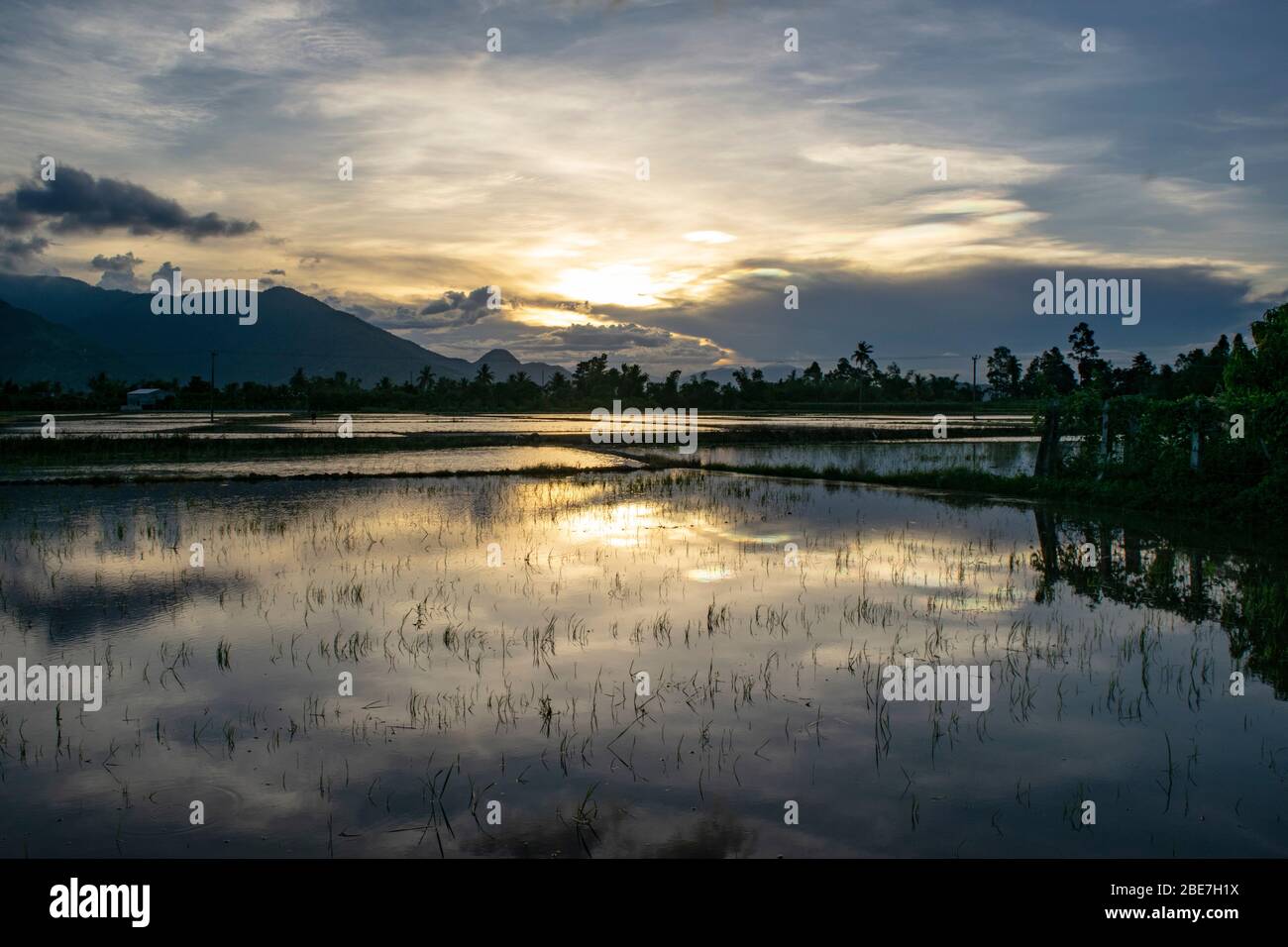 Reflective Sunset Over Vietnamese Rice Paddies Stock Photo - Alamy