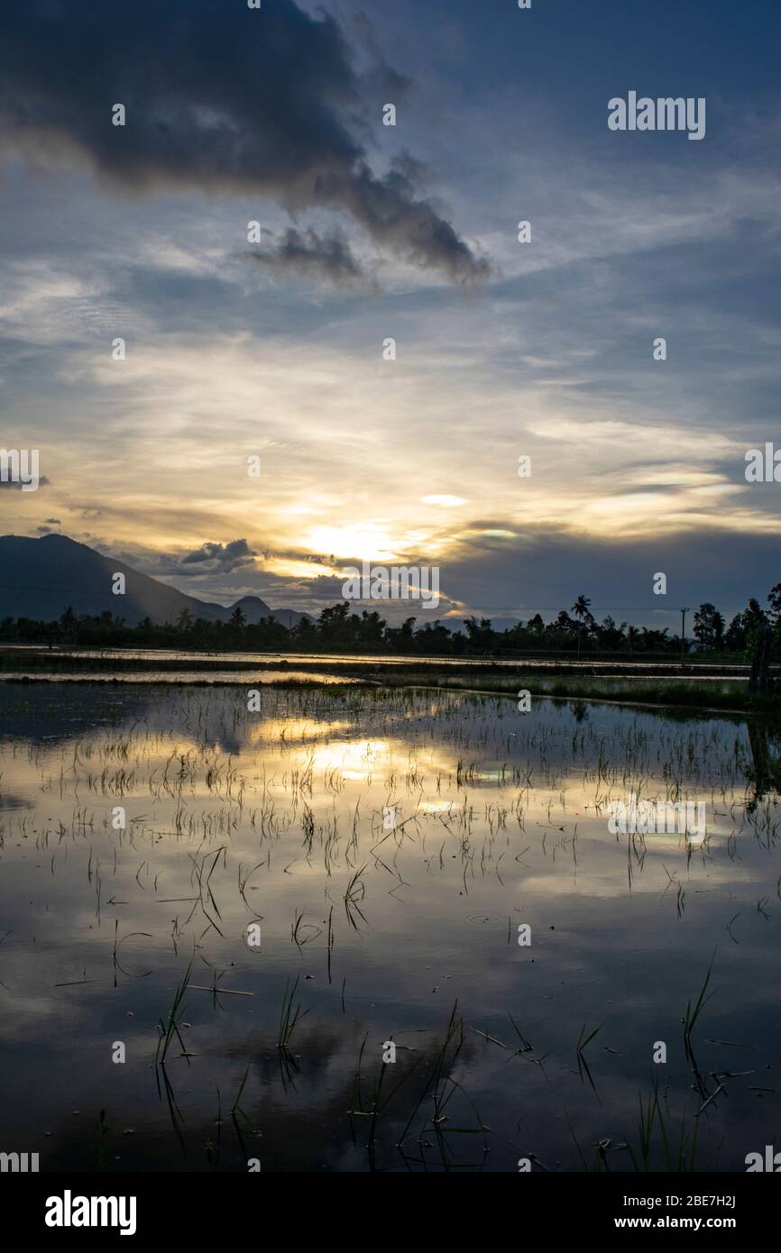 Reflective Sunset Over Vietnamese Rice Paddies Stock Photo - Alamy