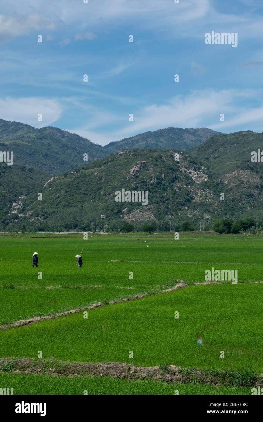 Rice Worker during harvest in a rice paddy Stock Photo - Alamy