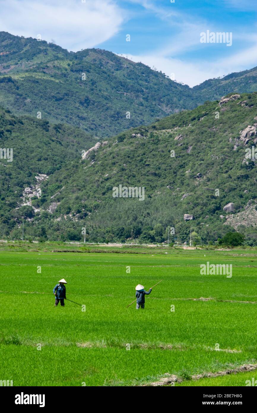 Rice Worker during harvest in a rice paddy Stock Photo - Alamy