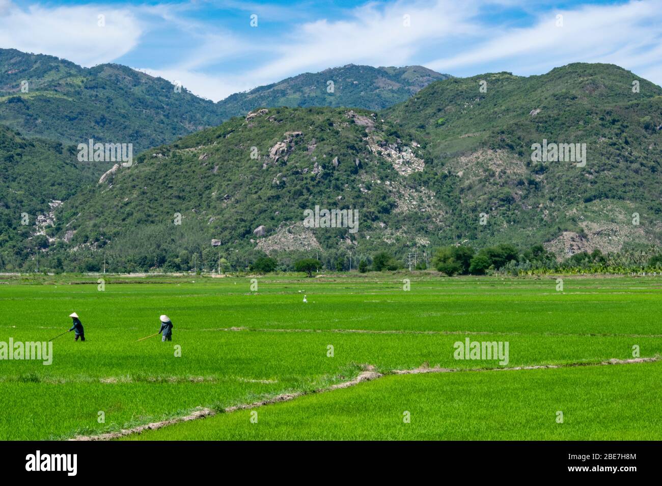 Rice Worker during harvest in a rice paddy Stock Photo - Alamy