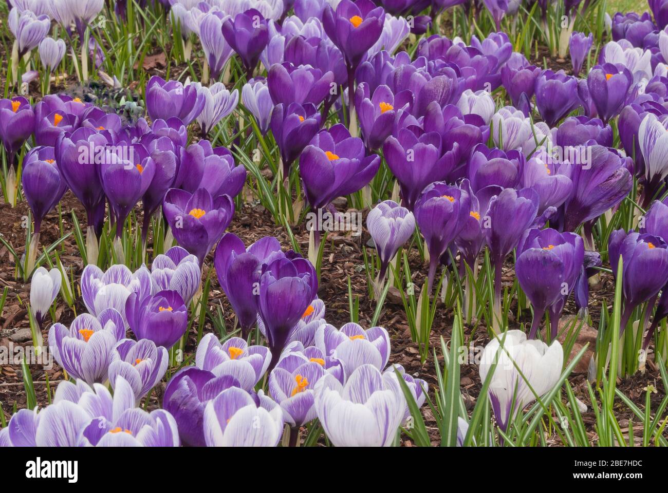 Crocus bulbs soil hi-res stock photography and images - Alamy