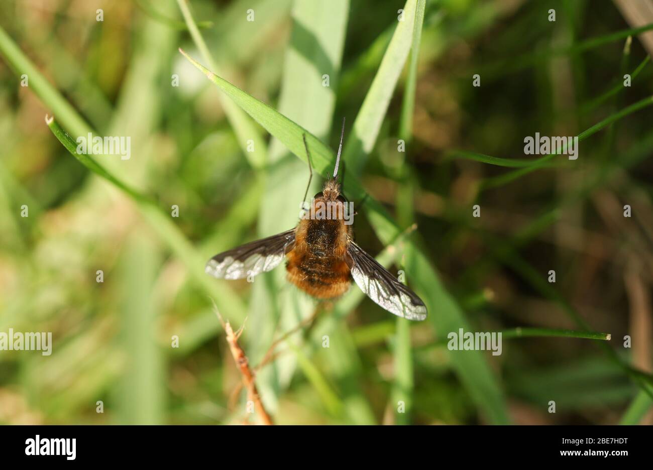 A Dark-edged Bee-fly, Bombylius major, perching on a blade of grass in ...