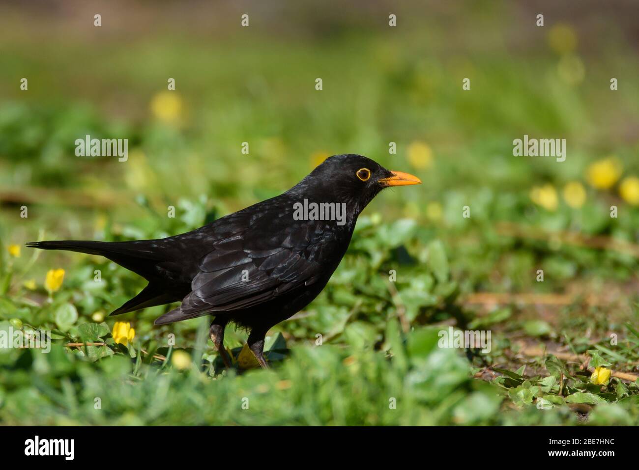Common blackbird male, turdus merula. Bird on grass in park. Spring ...