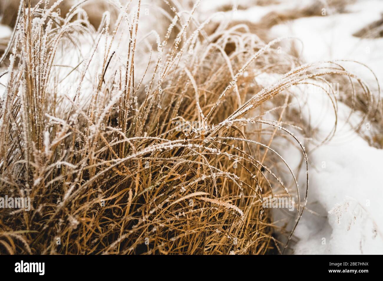 Snow covered grass Stock Photo - Alamy