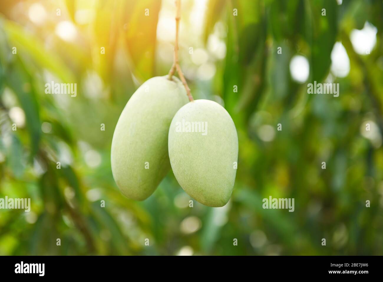 raw mango hanging on tree with leaf background in summer fruit garden ...