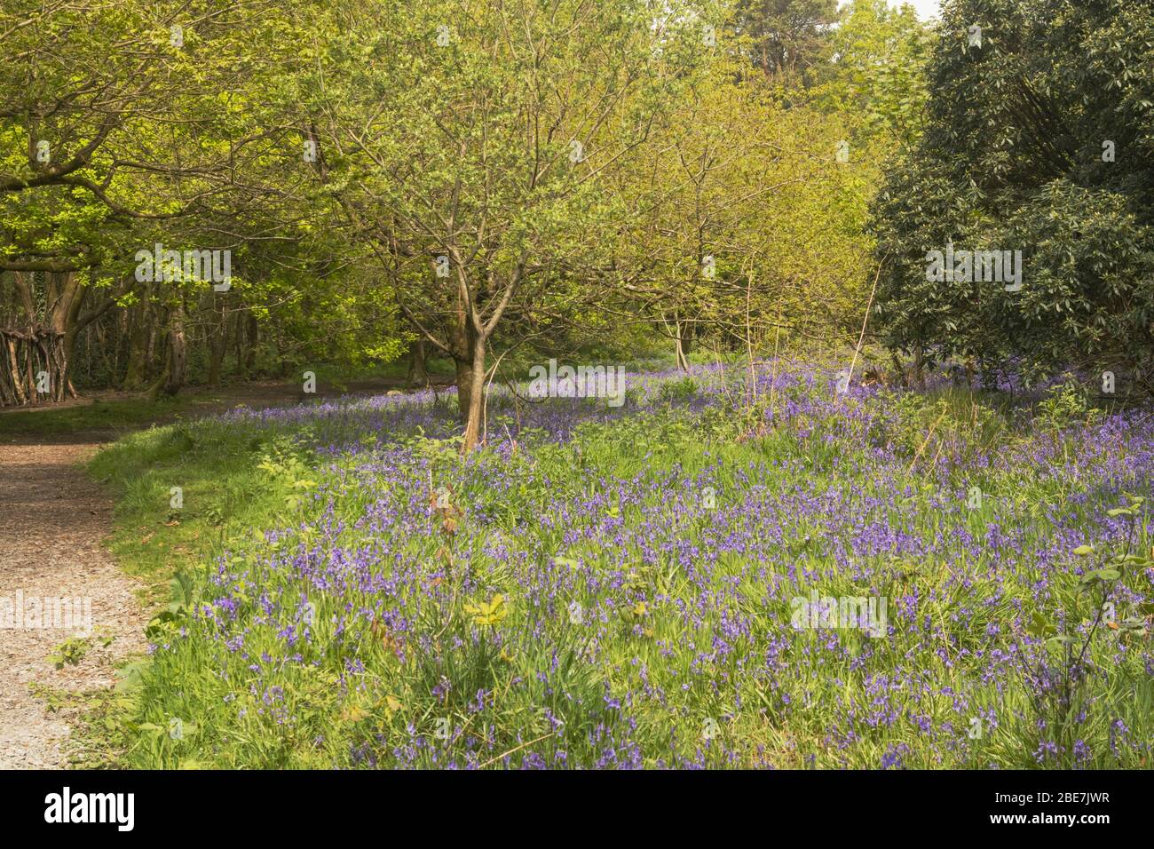 Bluebell Wood, Penllergare Valley Woods, Penllergaer, Swansea, South ...