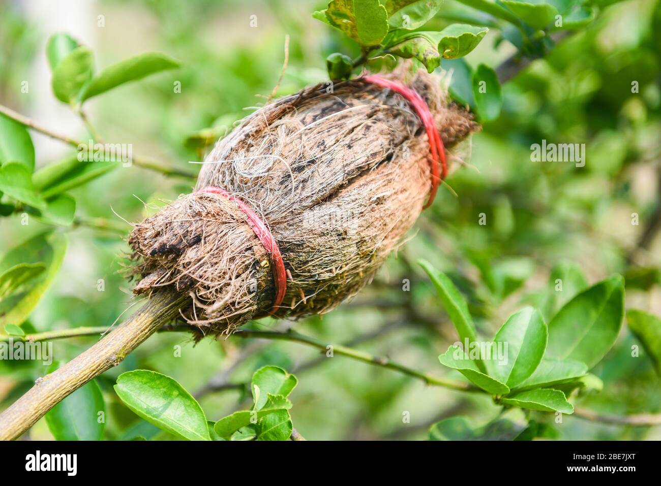 Lime propagation / grafting tree plant on lemon tree branch in organic ...