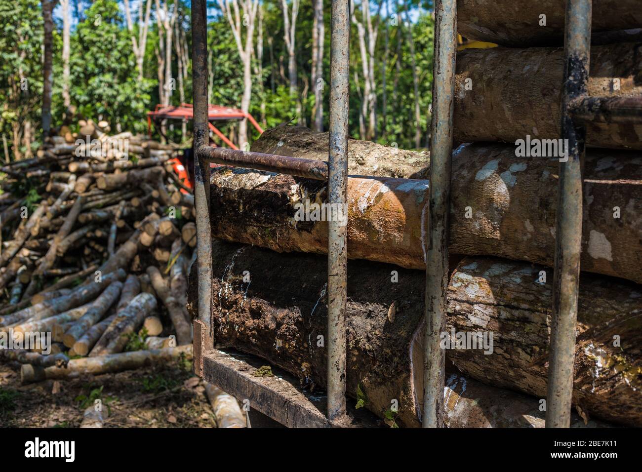 Para rubber tree lumber logging industrial raw rubber tree Stock Photo ...