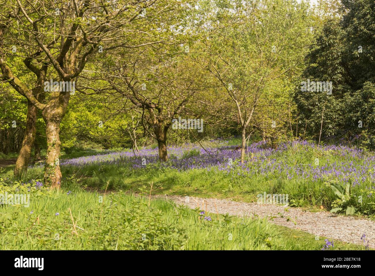 Penllergaer valley woods hi-res stock photography and images - Alamy