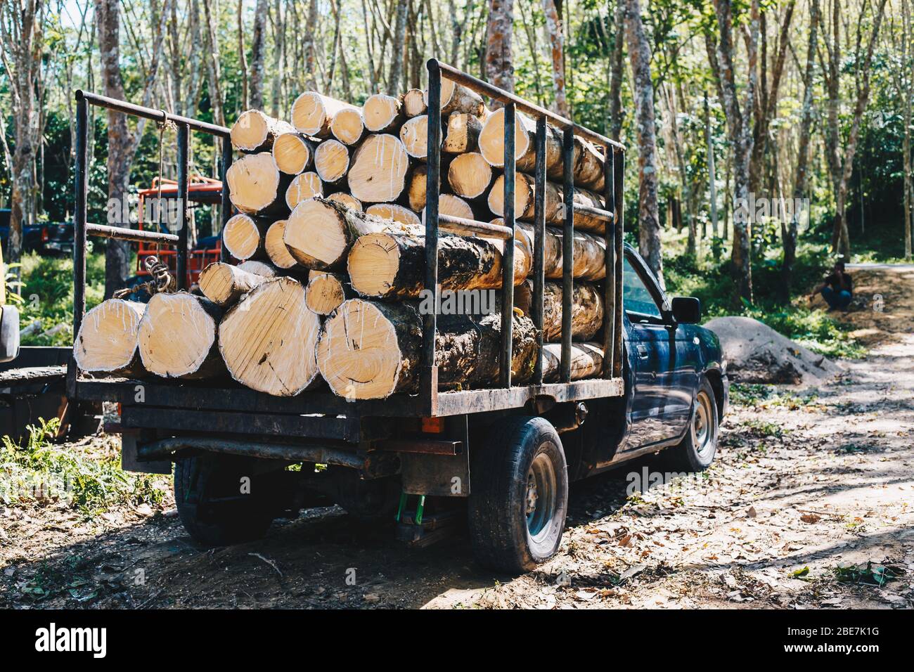 Para rubber tree lumber logging industrial raw rubber tree Stock Photo ...