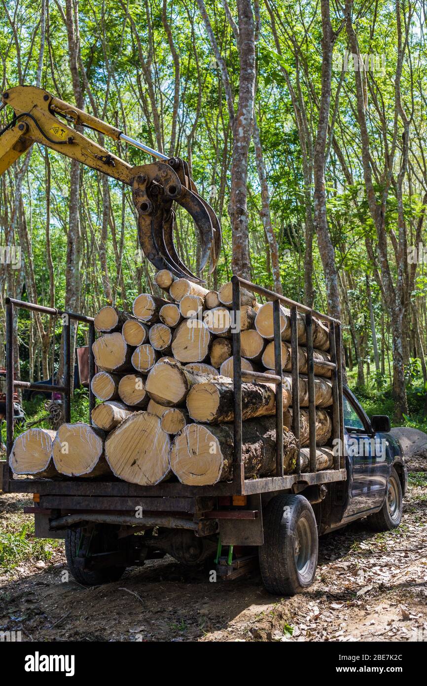 Para rubber tree lumber logging industrial raw rubber tree Stock Photo ...