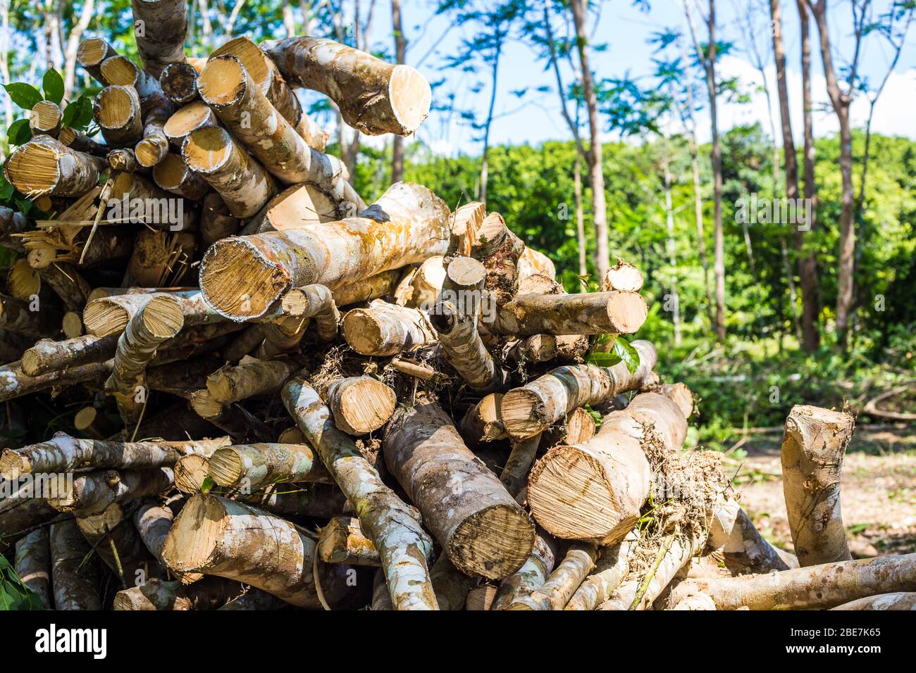 Para rubber tree lumber logging industrial raw rubber tree Stock Photo ...