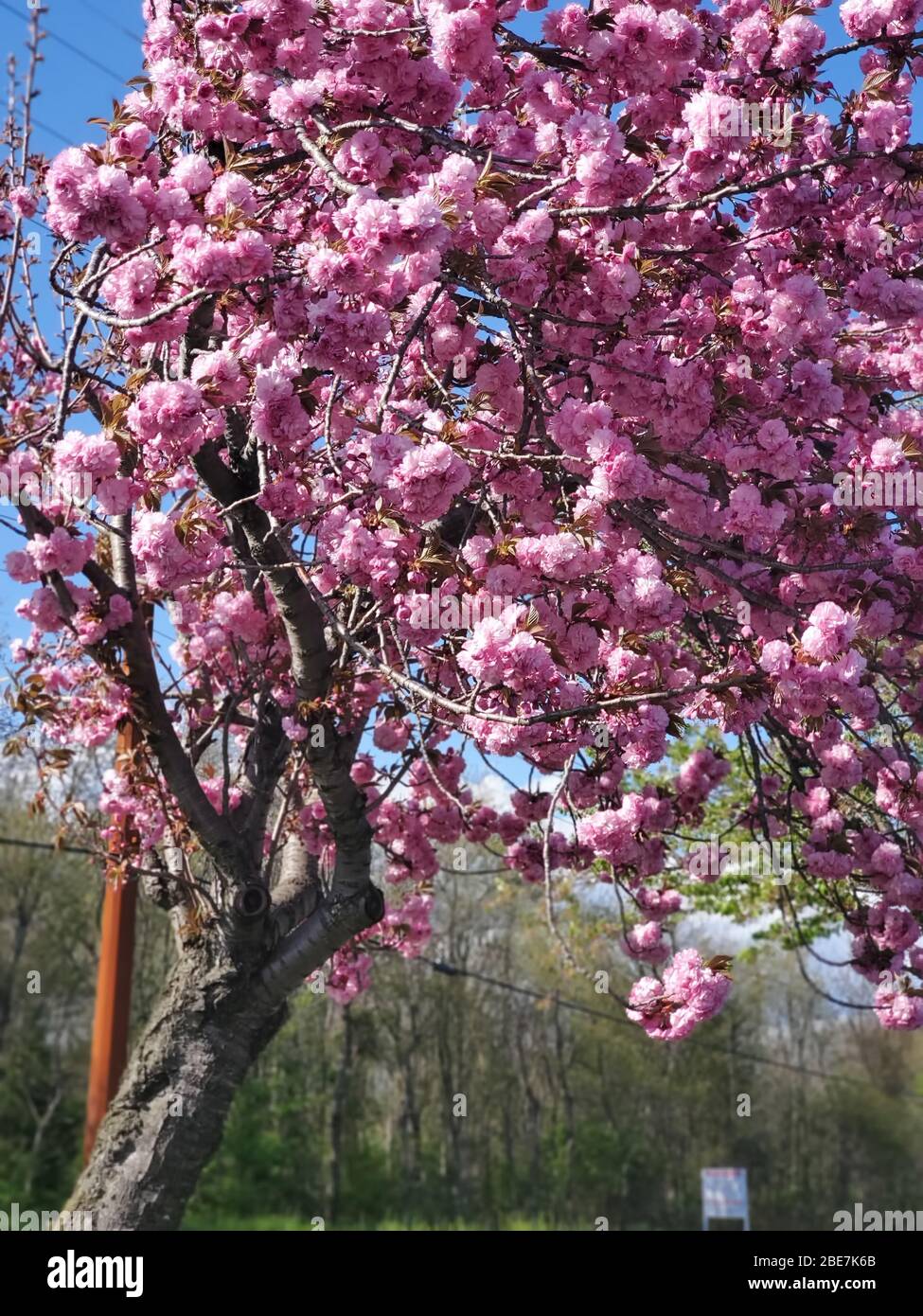 Beautiful Blossoming Trees Stock Photo - Alamy