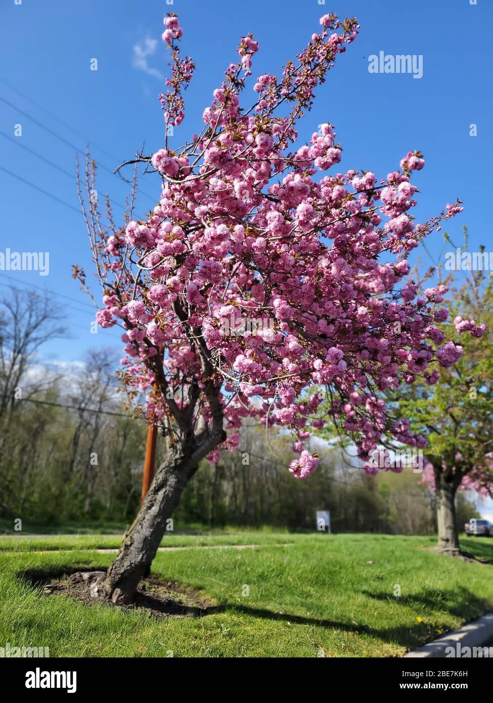 Beautiful blossoming trees hi-res stock photography and images - Alamy