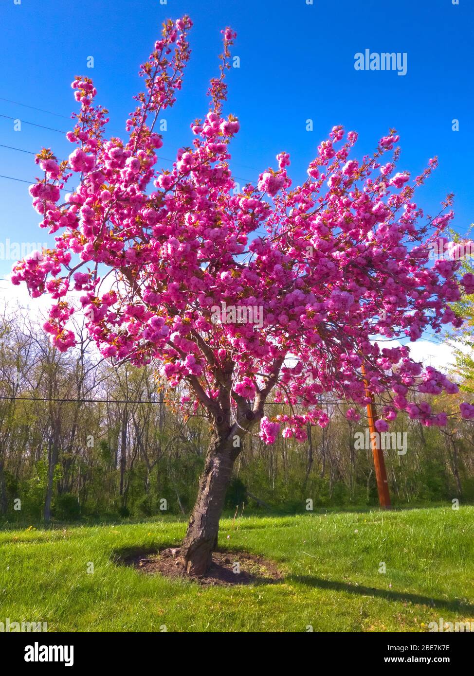Beautiful blossoming trees hi-res stock photography and images - Alamy