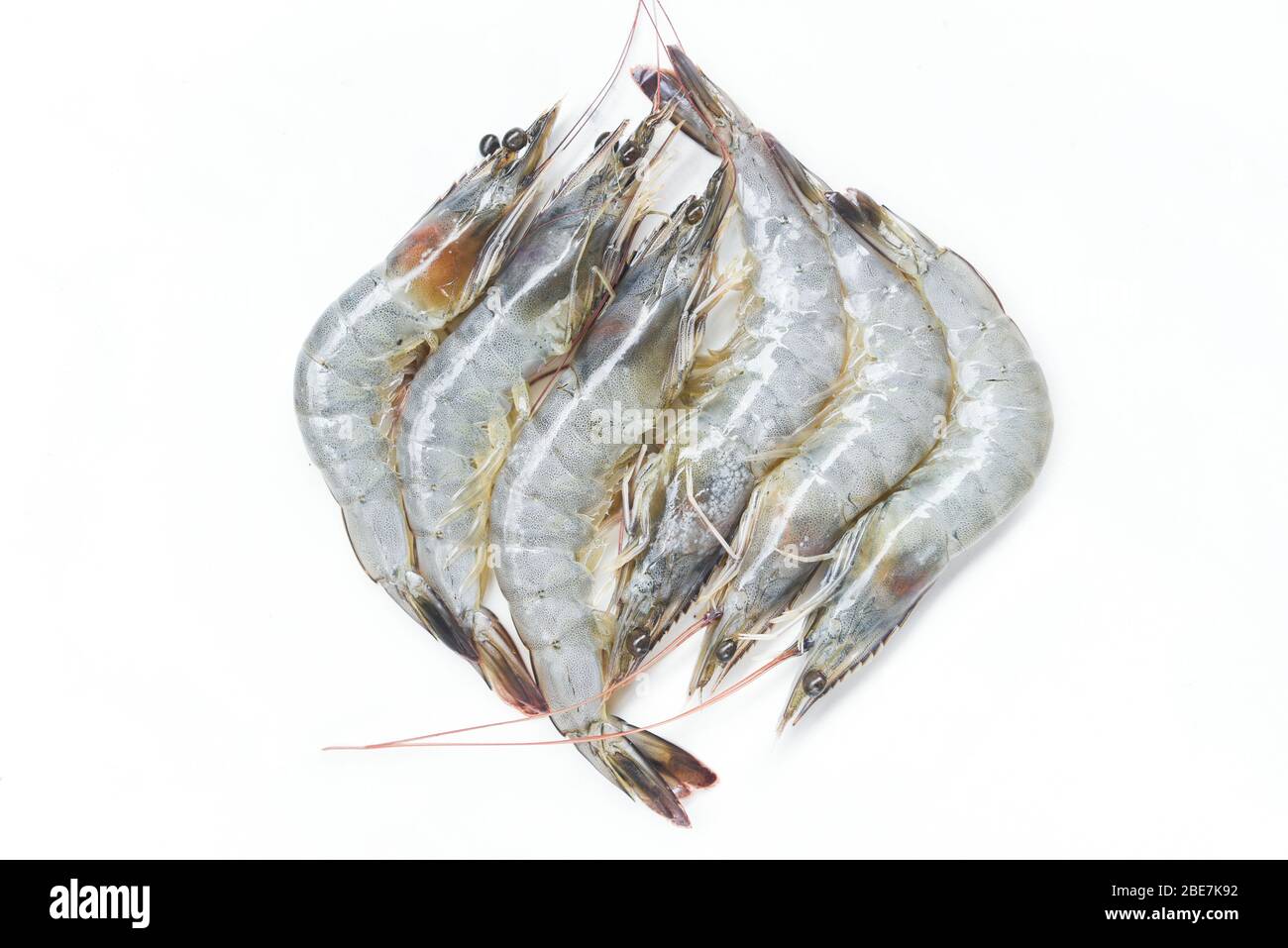 Tiger prawns asia isolated hi-res stock photography and images - Alamy