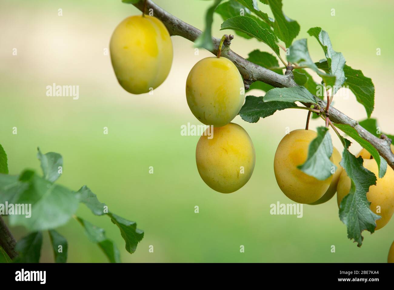 Fresh and juicy organic yellow plums hanging on a tree Stock Photo - Alamy