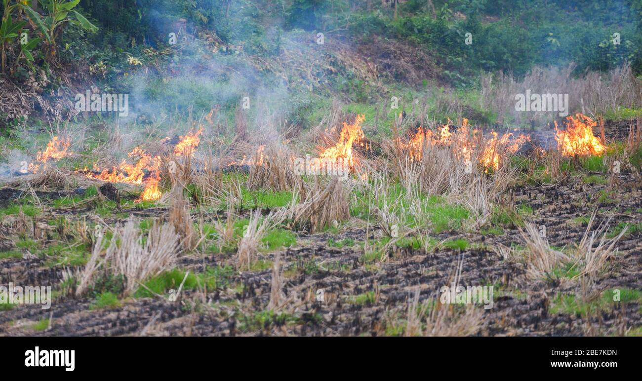 Burn a farm agriculture / The farmer use fire burns stubble on the ...