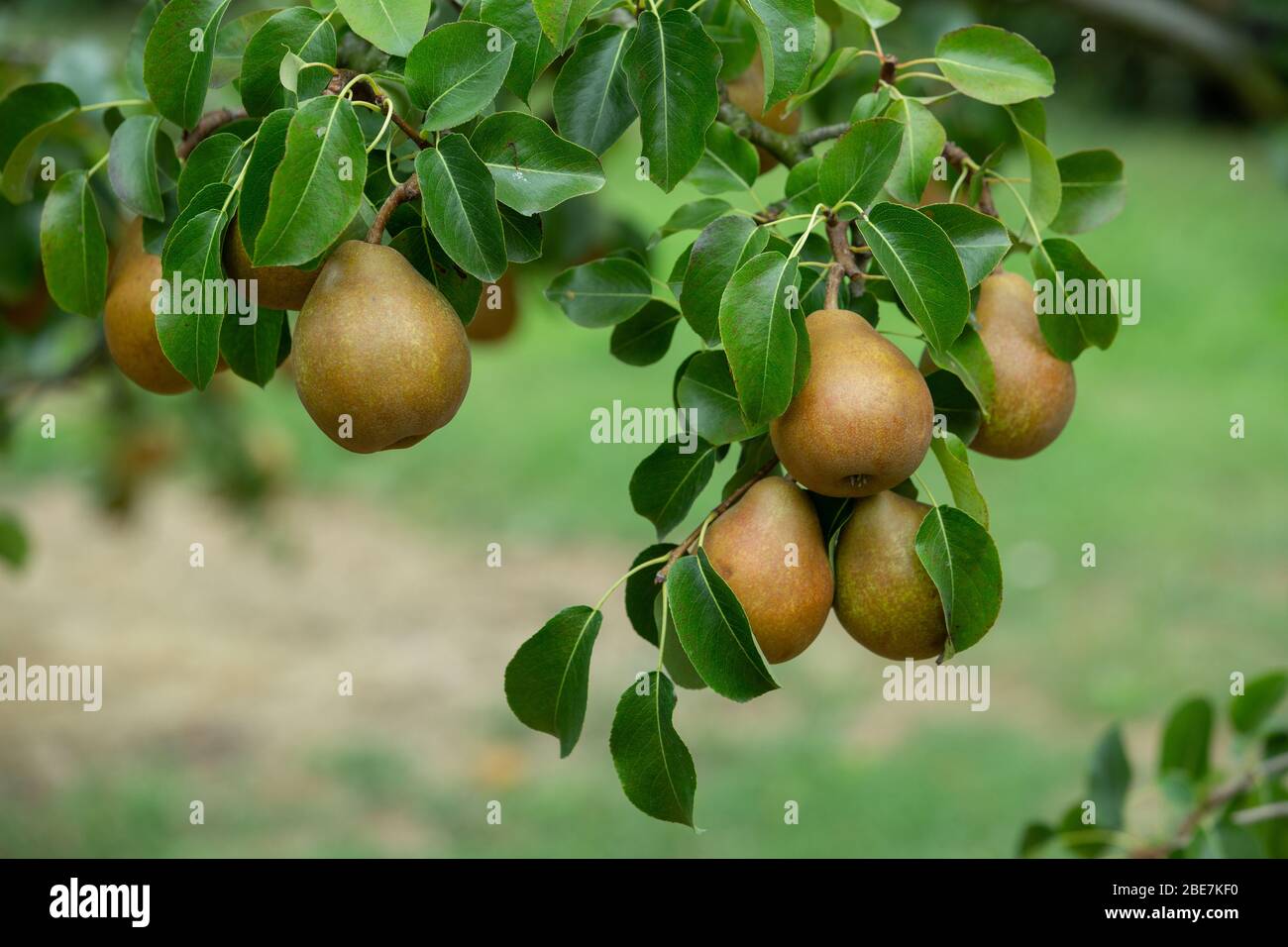 Golden pears hi-res stock photography and images - Alamy