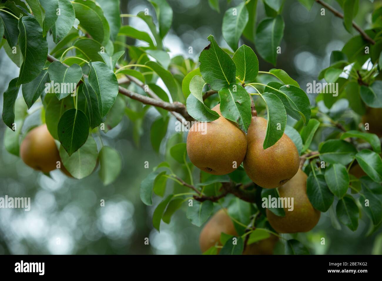Golden pears hi-res stock photography and images - Alamy