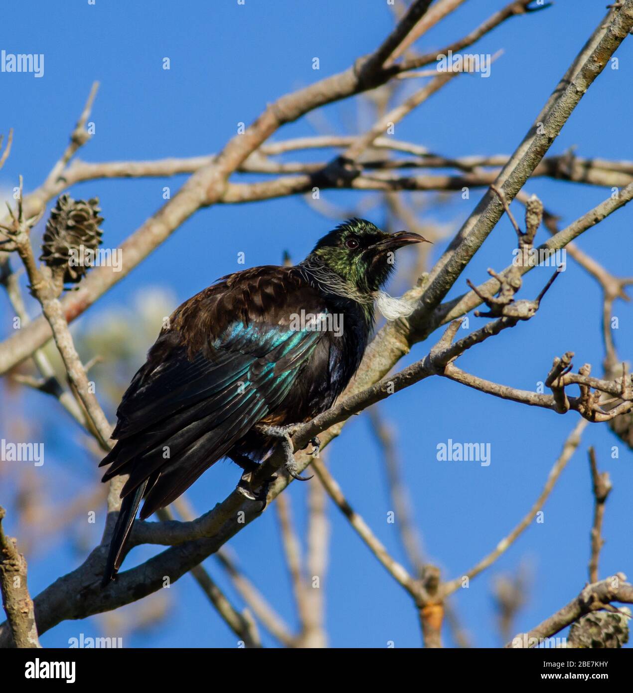 Native new zealand tui bird hi-res stock photography and images - Alamy