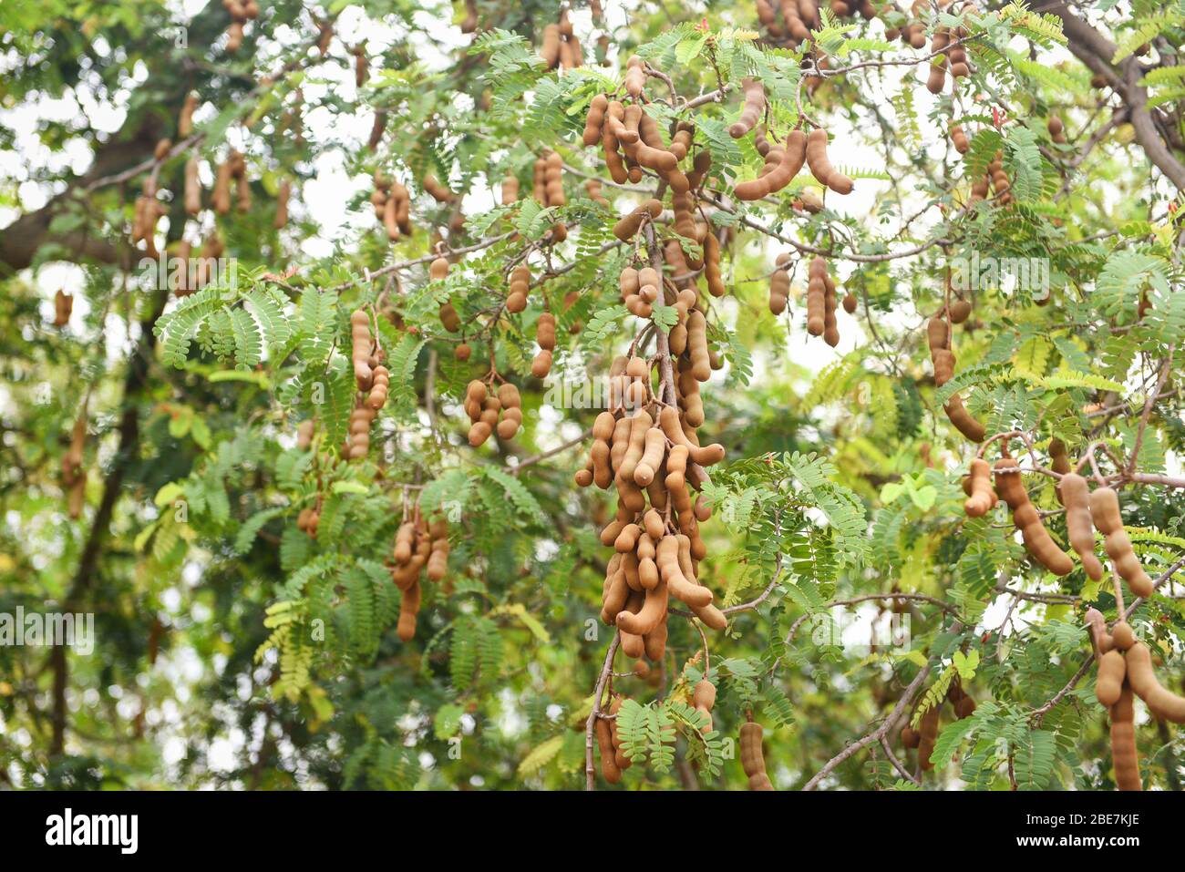 Tamarind Tree Fruit