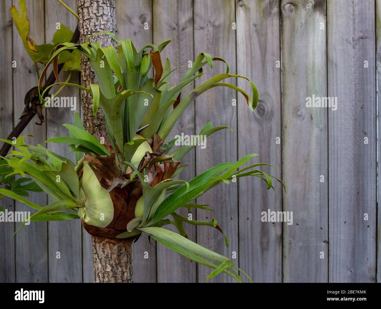 Cabbage fern hi-res stock photography and images - Alamy