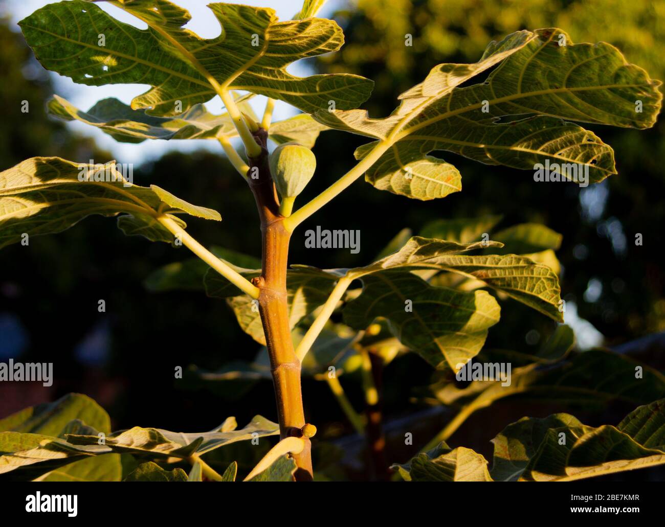 Fig tree with one fruit Stock Photo - Alamy