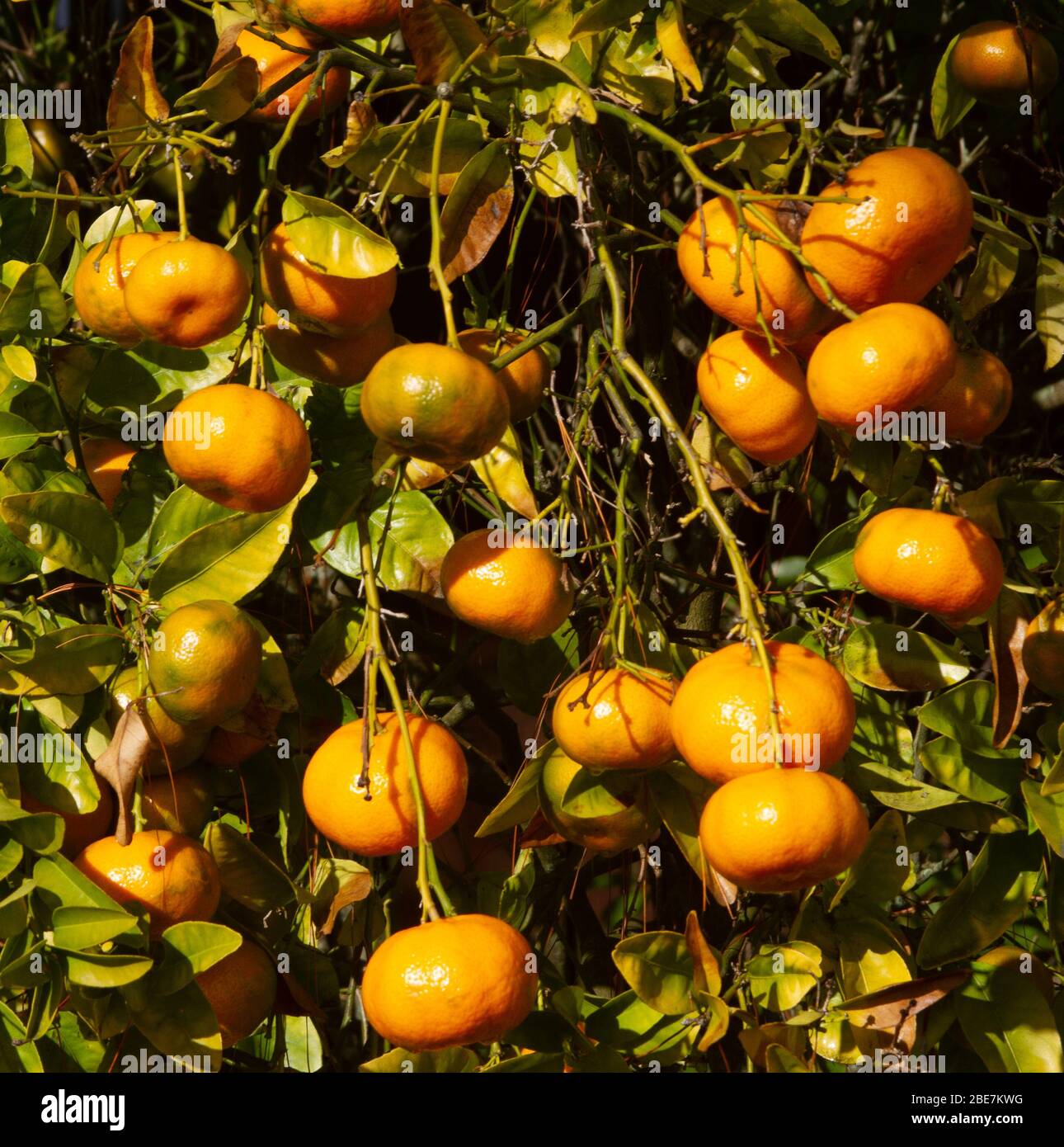 Orange plantation hi-res stock photography and images - Alamy