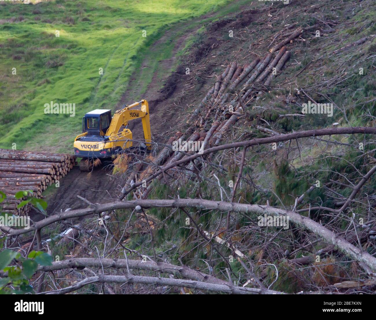 Crane collecting newly felled logs Stock Photo - Alamy