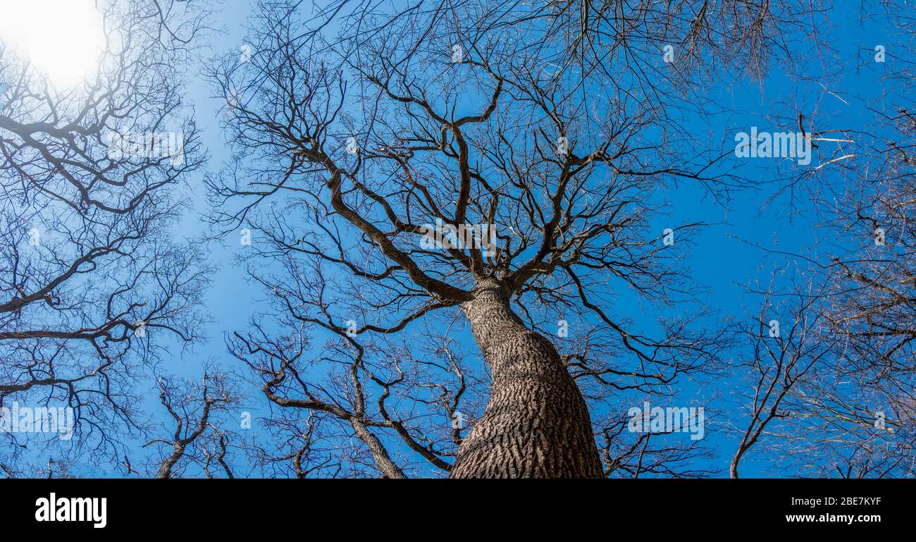 Forest from below and lookin up Stock Photo - Alamy