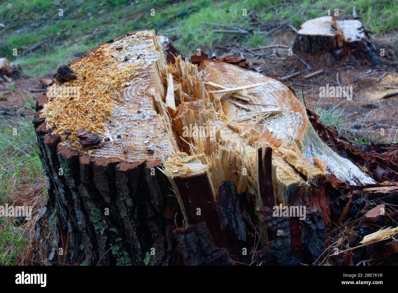 Logged tree stump Stock Photo - Alamy