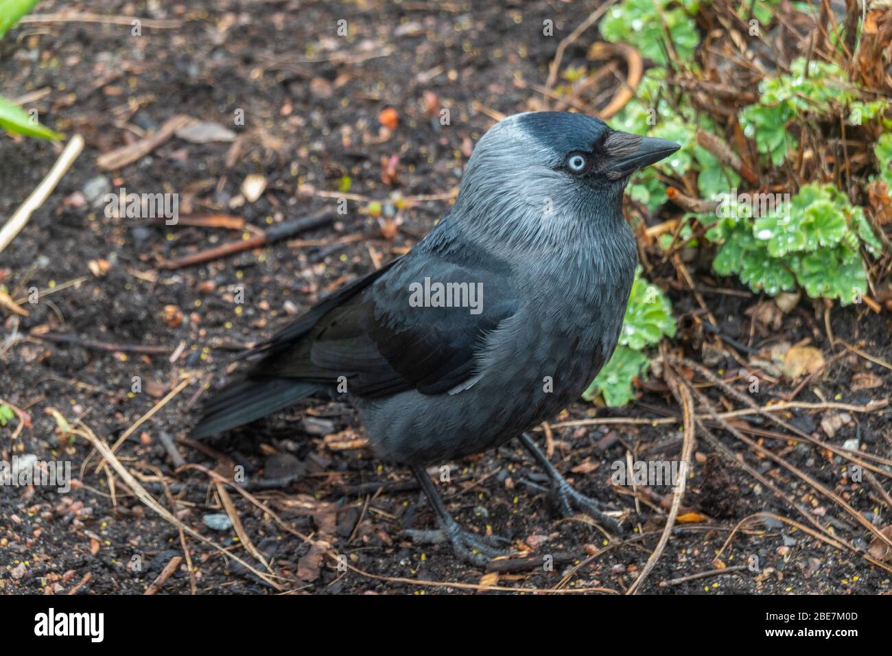 Jackdaw hanging around a cafe for scraps Stock Photo - Alamy