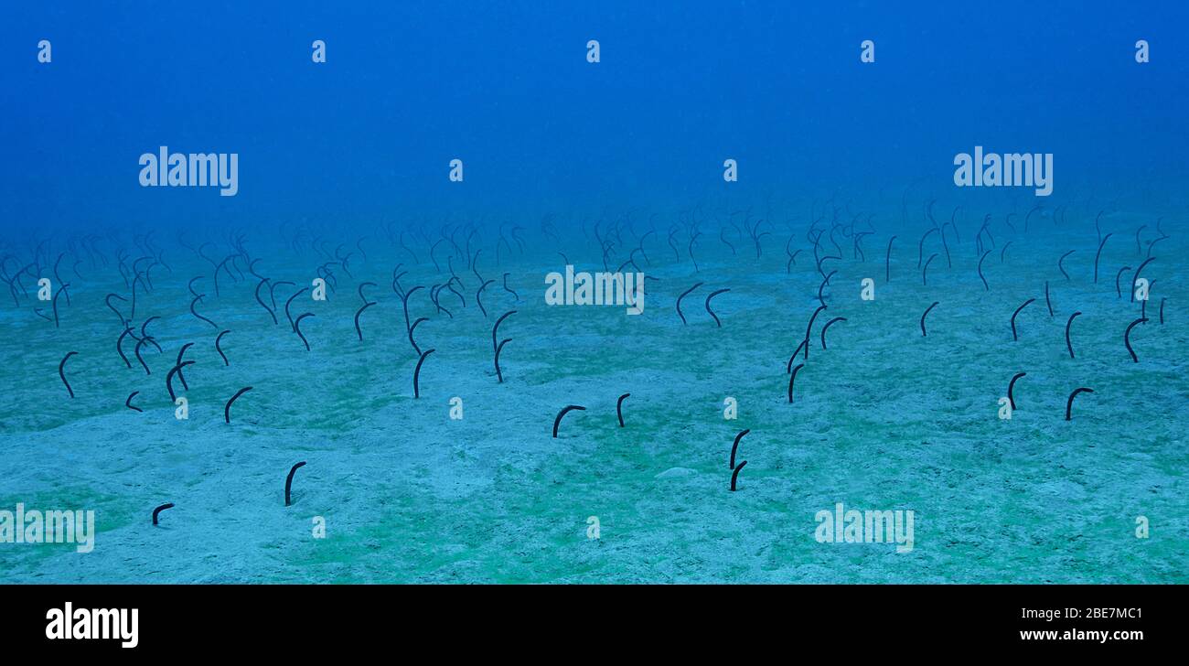 Caribbean garden eel hi-res stock photography and images - Alamy
