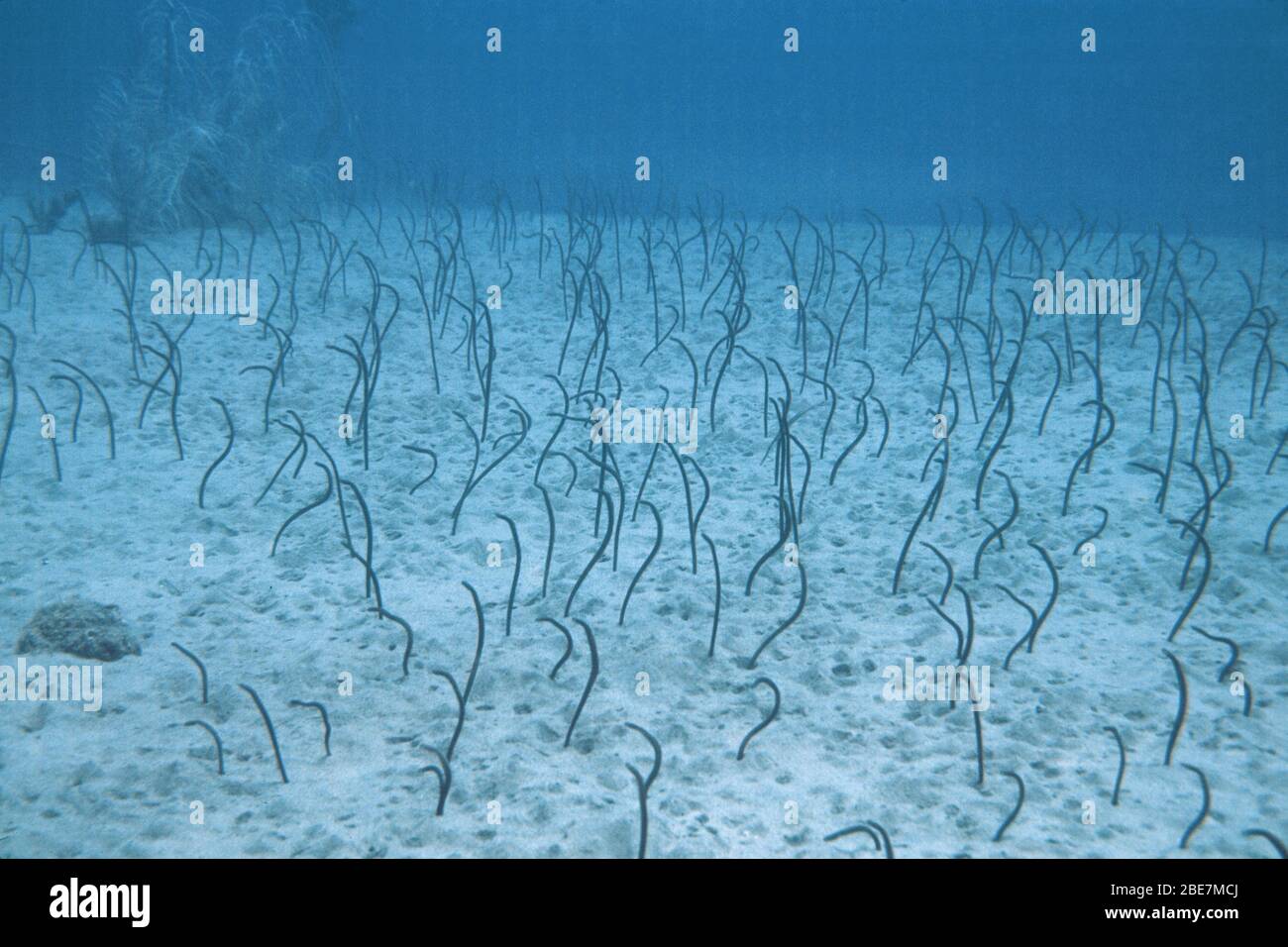 Brown Garden Eel, Atlantic garden eel, Caribbean garden eel ...