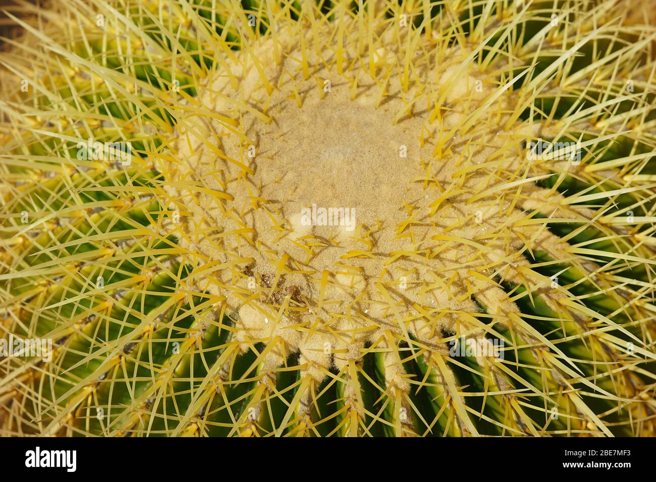 Echinocactus grusonii hildm hi-res stock photography and images - Alamy
