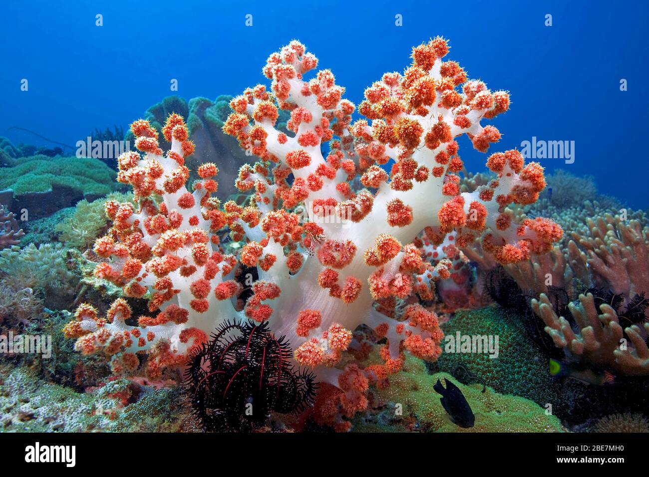 Marine life dendronephthya sp hi-res stock photography and images - Alamy